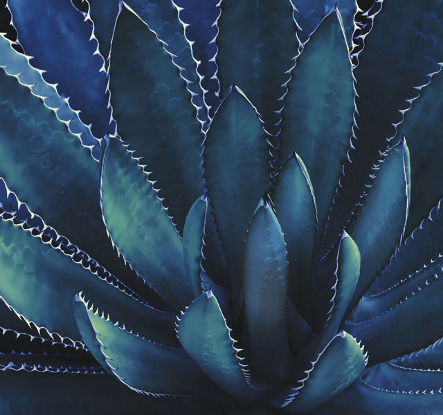 Color Conversations: Introducing Agave